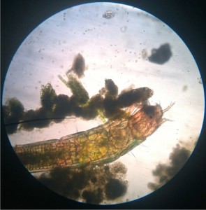 Hitchcock Center for the Environment | Education for a Healthy Planet