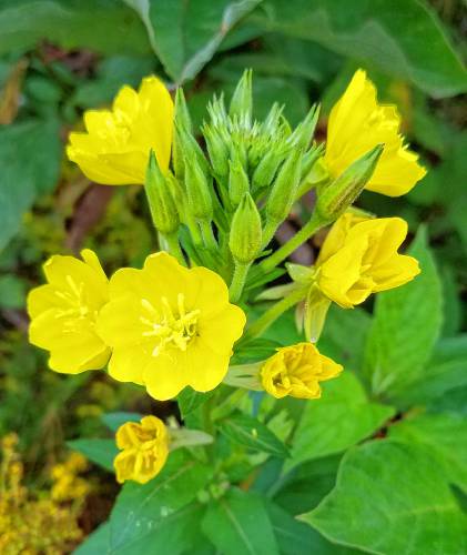 Hitchcock Center for the Environment | Education for a Healthy Planet