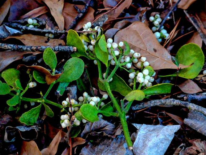 Hitchcock Center for the Environment | Education for a Healthy Planet